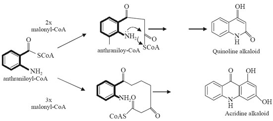Acridine Alkaloids ~ Pharmacognosy | Plants | Herbal | Herb