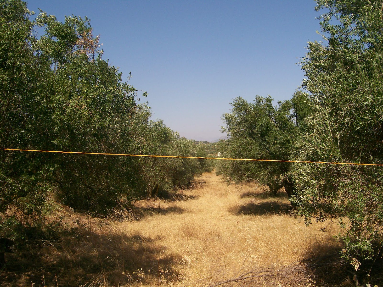 Κρητικό Λάδι Φυσικής Καλλιέργειας: Ο ΔΡΟΜΟΣ ΤΟΥ ΕΛΑΙΟΛΑΔΟΥ ΑΠΟ ΤΟ ...