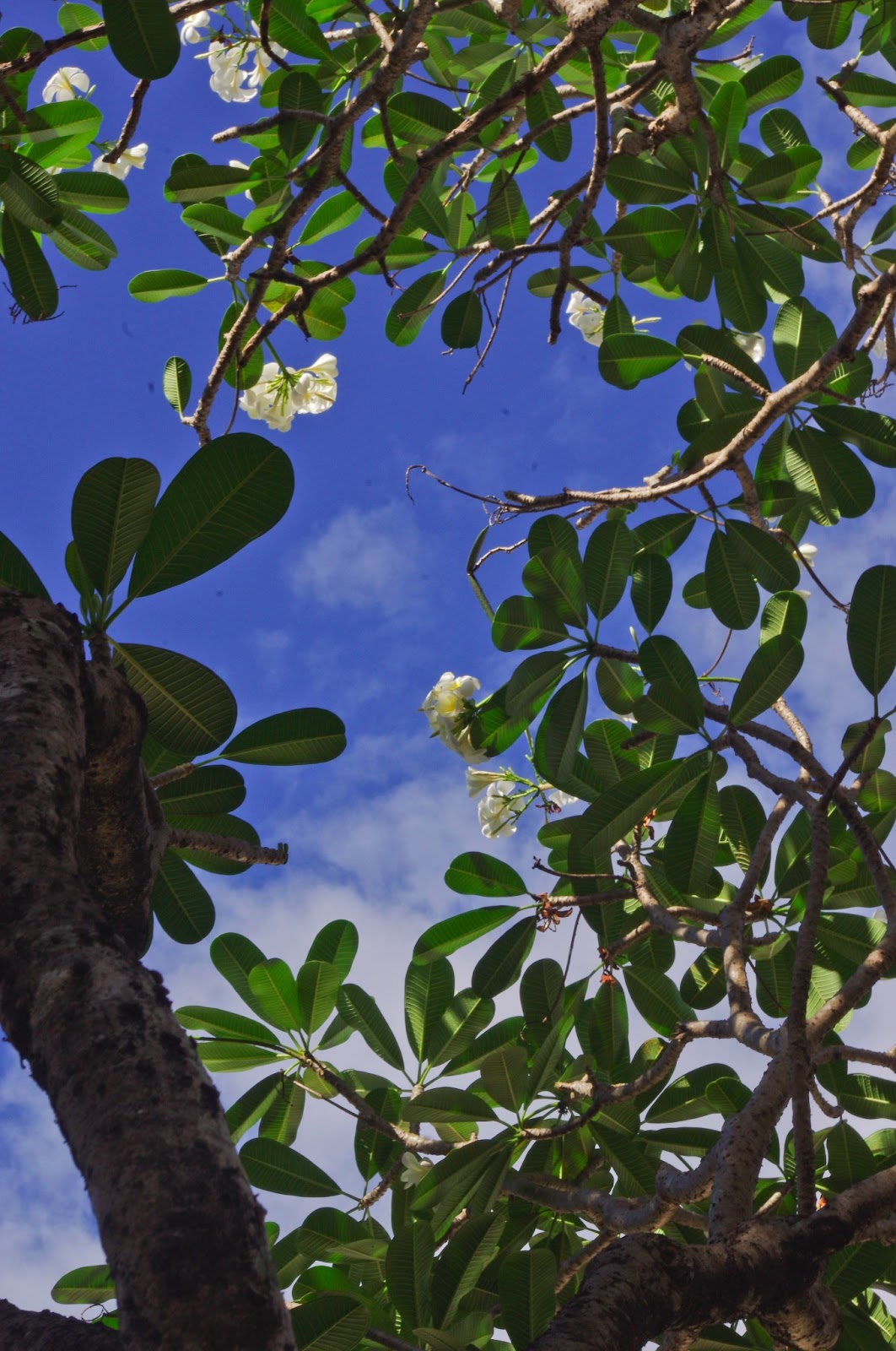 DEPTH OF FEELS: A Stroll Around Our Village