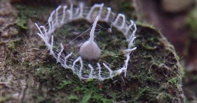White Wolf : Scientists have found enigmatic structures in the Peruvian ...