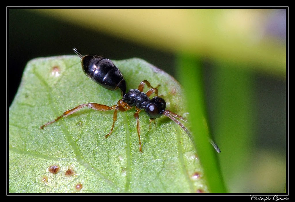 Parasite of the Day: Gelis agilis
