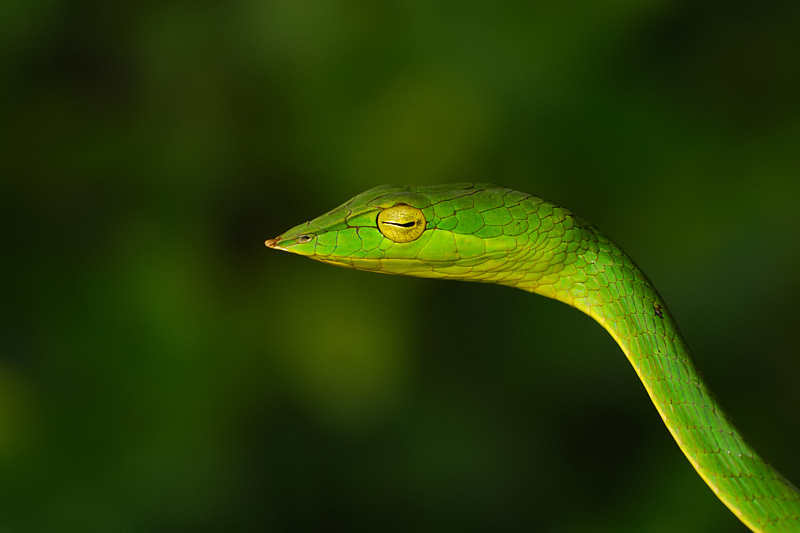 Natural, Scientific and Medical Wonders: 2012