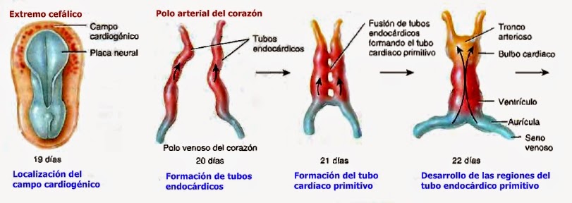 Formación y desarrollo del corazón