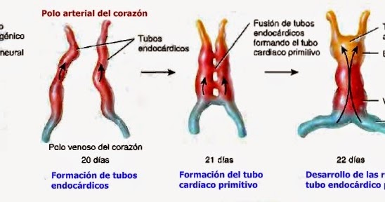 Formación y desarrollo del corazón