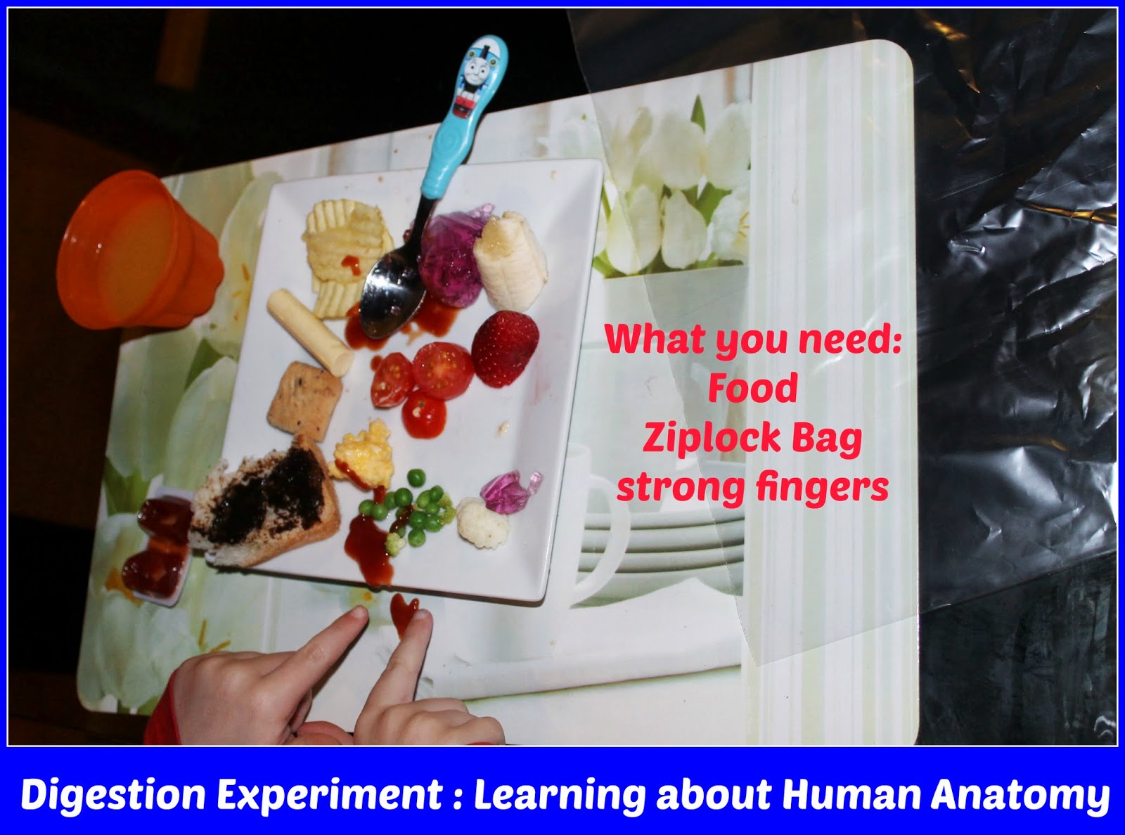 Adventures at home with Mum: Digestion Experiment in a bag : Exploring ...