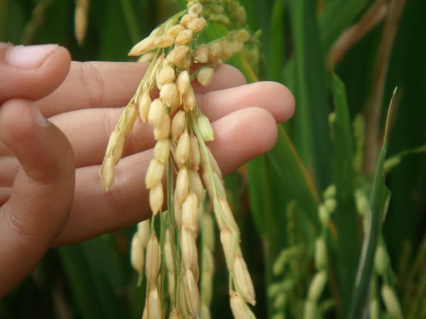 Norman Pramana: Tentang Tumbuhan Berbiji Monokotil & Dikotil