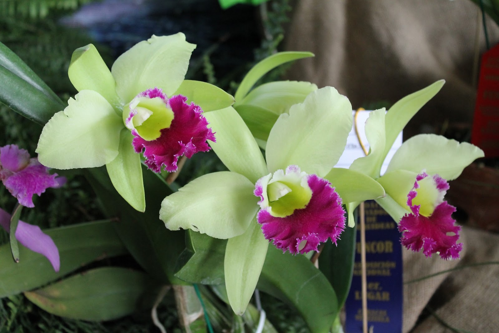 Lecturas, yantares y otros placeres: IV Exposición Nacional de ...