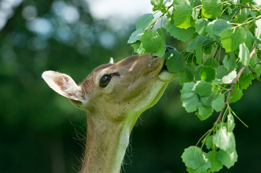 Matt's Photos: Fallow Deer