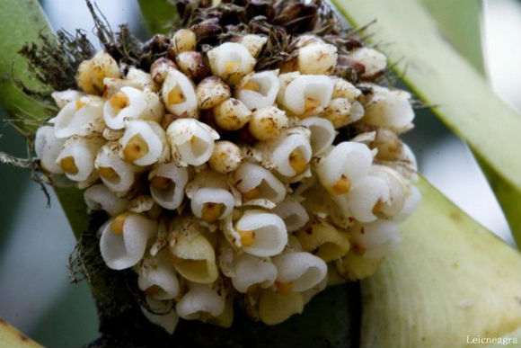 Wild orchids in sumatra: Agrostophyllum lampongense J.J.Sm., 1928