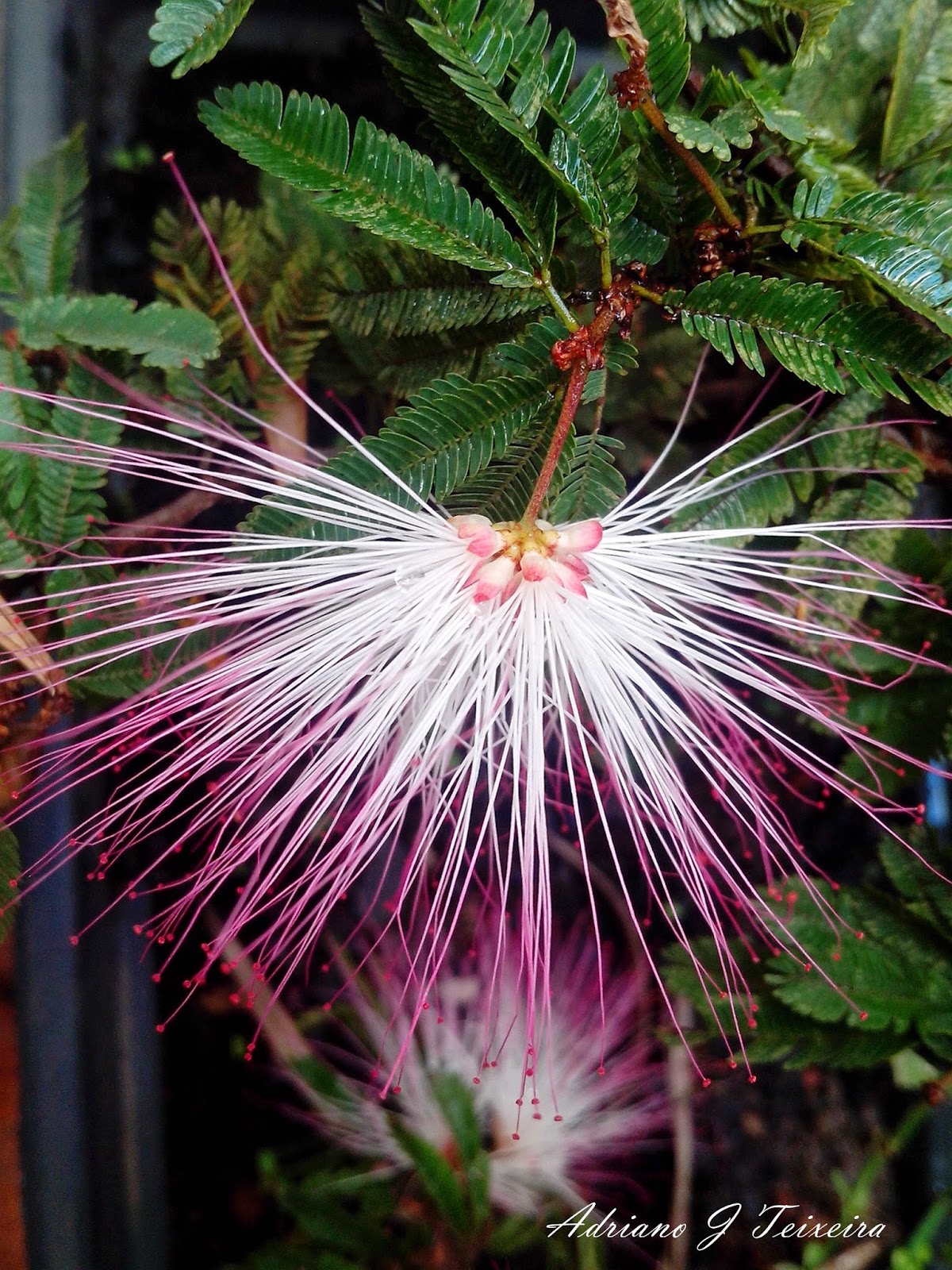 Mundo das Plantas : Caliandra - Calliandra Brevipes