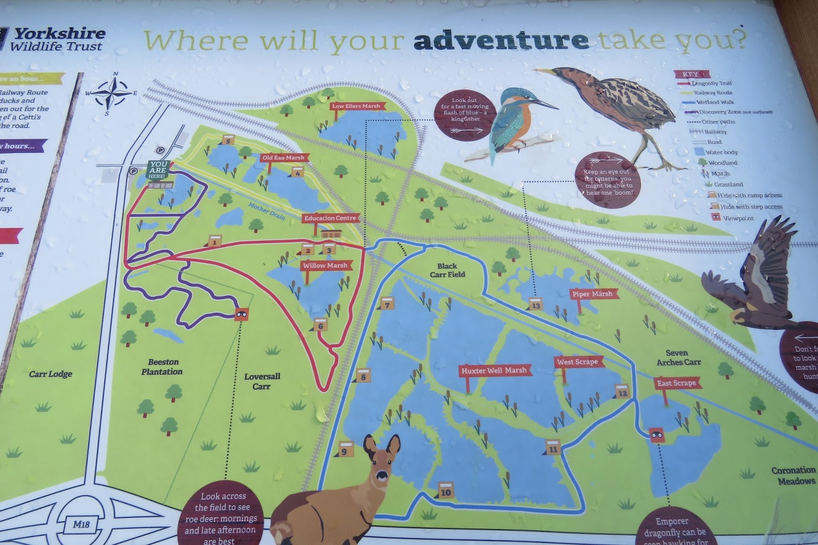 A birding odyssey.: The man who created Potteric Carr Nature Reserve. 7 ...