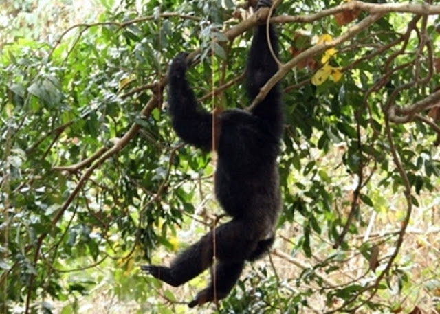 Greystoke Mahale - The Original Mahale Camp: Chimps go hunting.