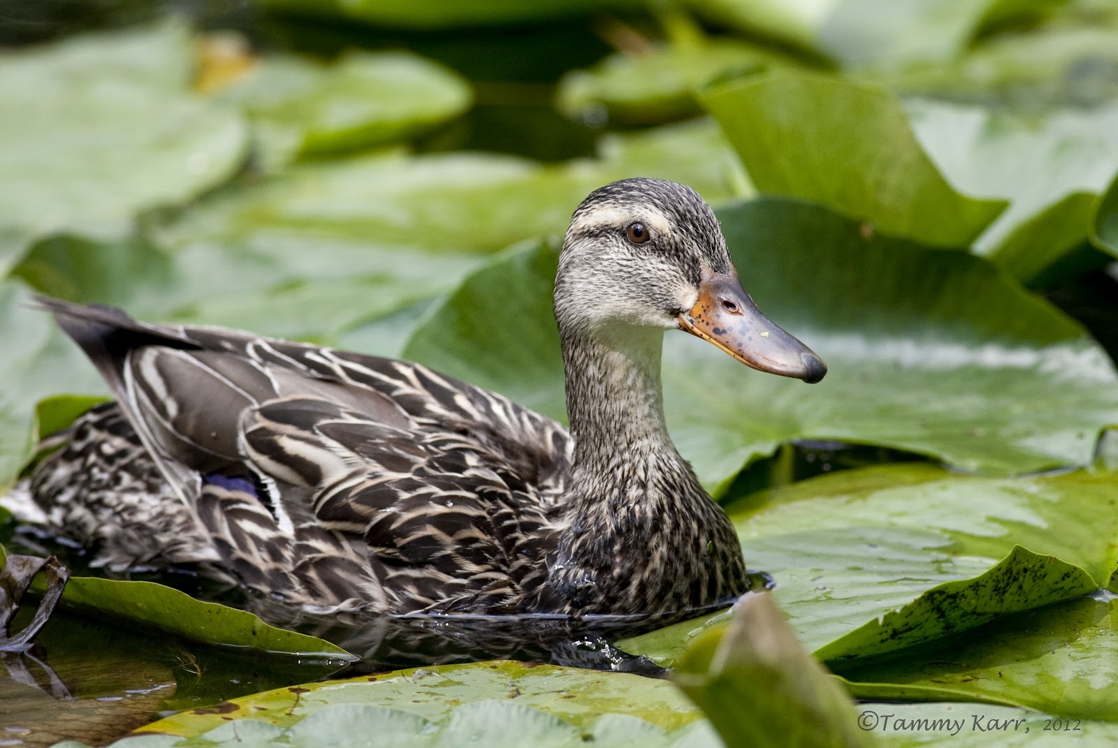 i heart florida birds: Lily Ducklings