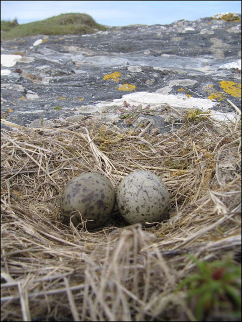 Islay Natural History Trust: Common Gull nest