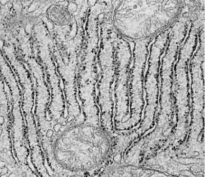 anatomischen Wissenschaft: RETÍCULO ENDOPLASMÁTICO LISO