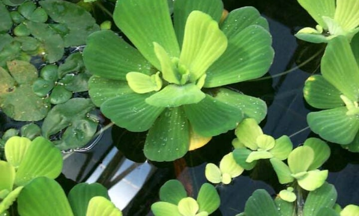 Aura.backdrop : Ecological significance of MACROPHYTES