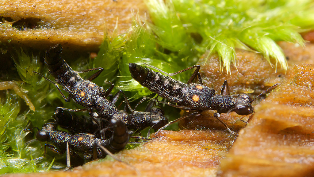 ムシをデザインしたのはダレ？: ホソフタホシメダカハネカクシ