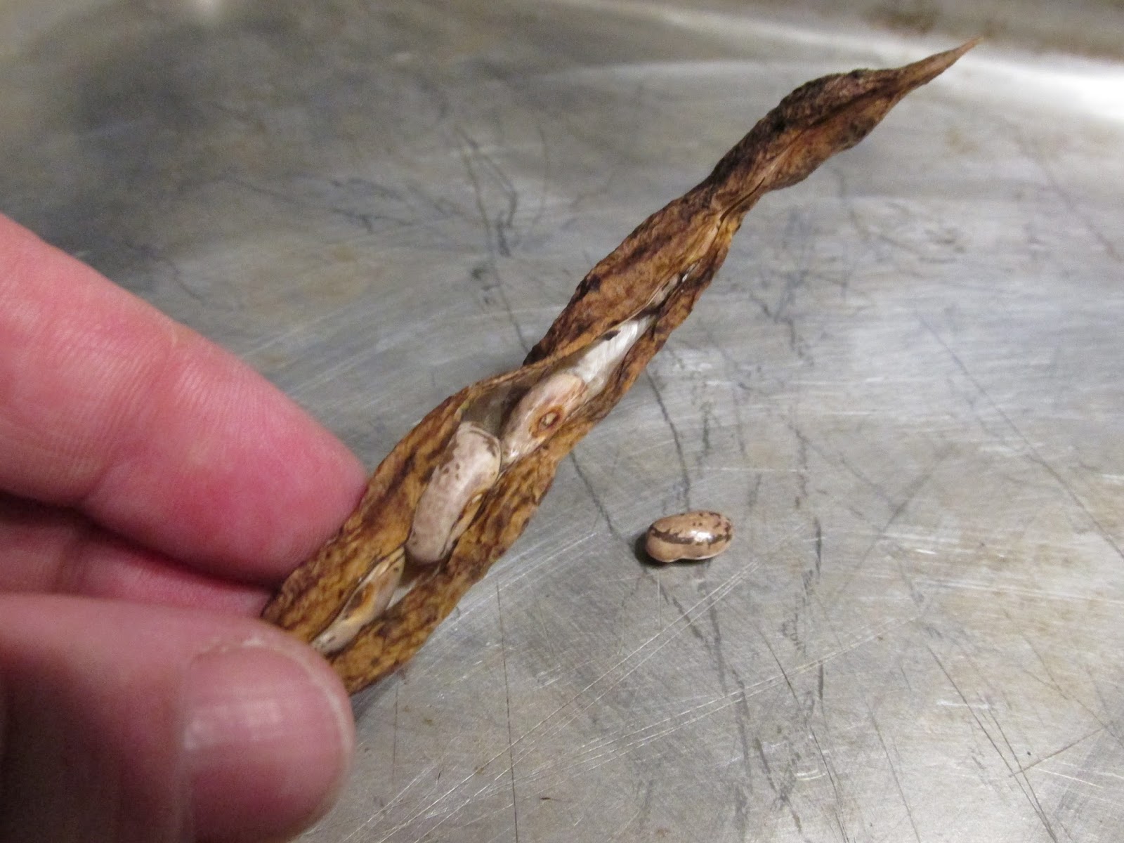 Vickie's Kitchen and Garden: How I Save My Heirloom Green Bean Seed