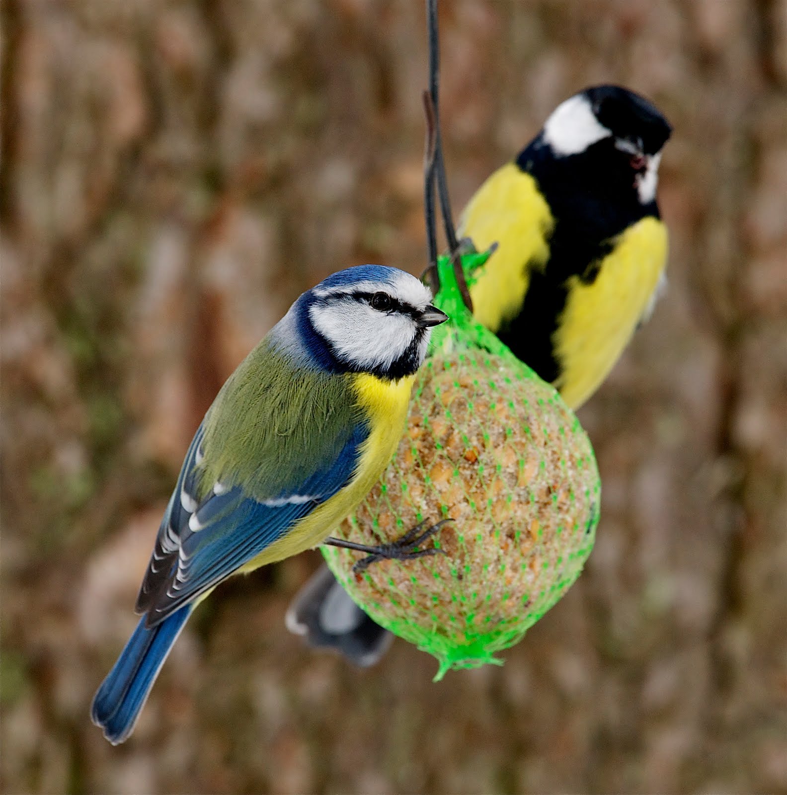 Naturfoto Einar Hugnes: Flaggspett, spettmeis, svarttrost og andre ...
