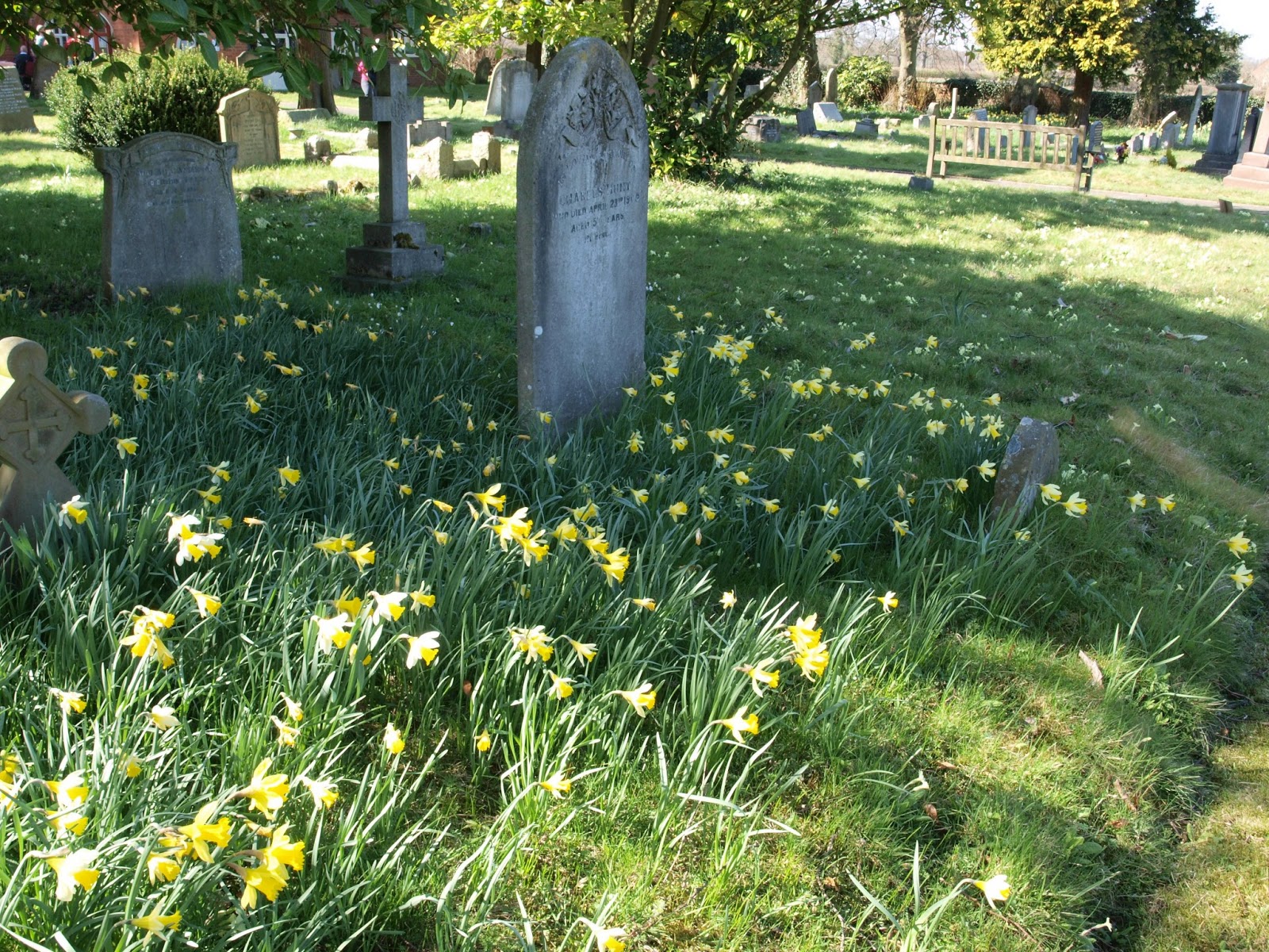 Ragged Robin's Nature Notes: Primrose Weekend at St Patrick's Church ...