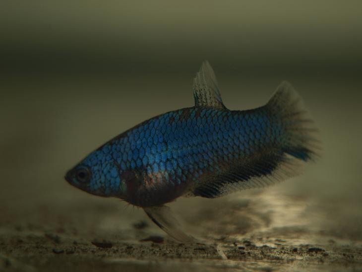 Bettastenerife: wellcome to the blue dragon betta jonay´s betta fish