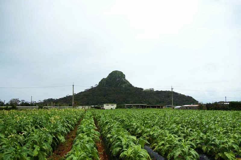 Ryukyu Life: Top Five Attractions on Ie Jima: An Okinawa Island