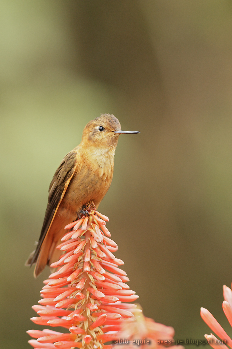 mis fotos de aves: Aglaeactis cupripennis Colibrí Cobrizo Shining Sunbeam