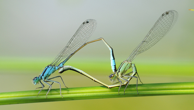 The Love Bugs | The Ark In Space