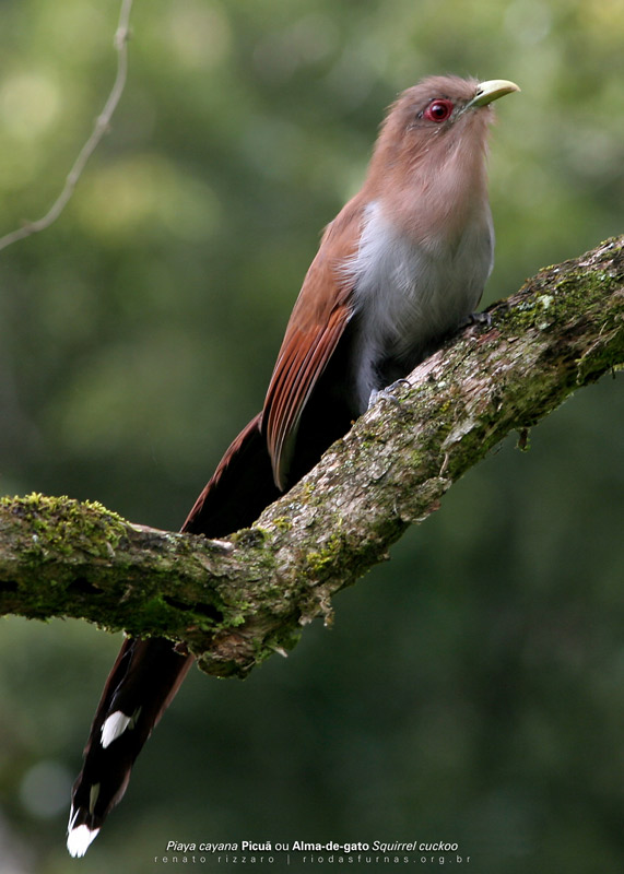 ave ! brasil: O mito e o Saci (Tapera Naevia) e Picuã (Piaya cayana)
