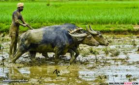 Kerala Tourism: Village Life in Kerala India Rice Cultivation and ...