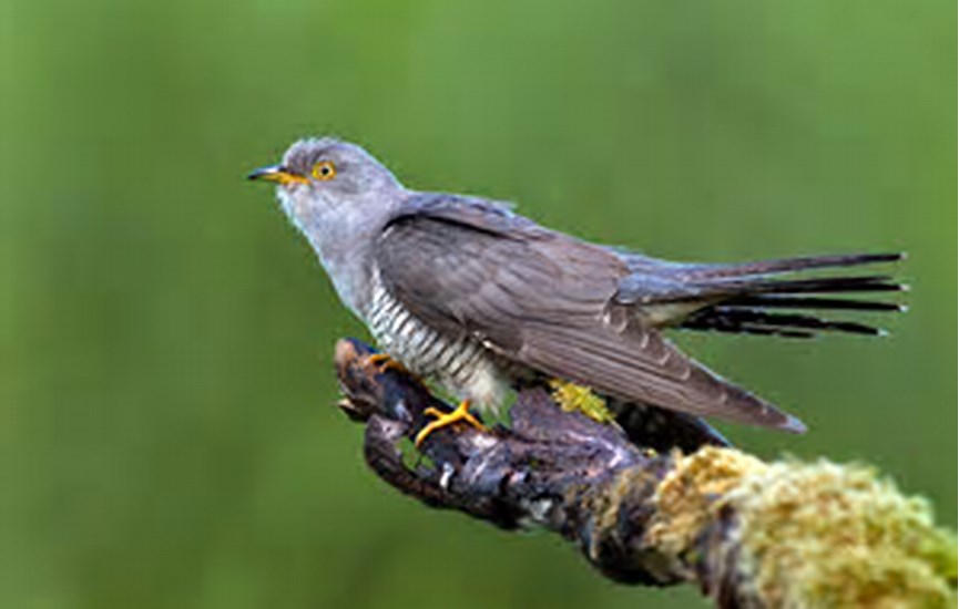 Contra Omnia Racalmuto: cuccu