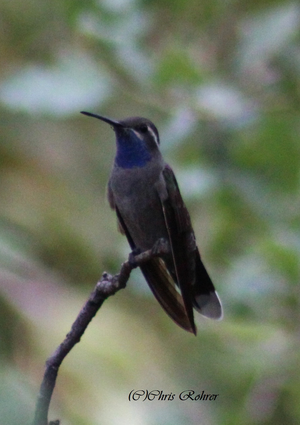 Las Aventuras: The Chuparosa Challenge-A Charm of Hummingbirds