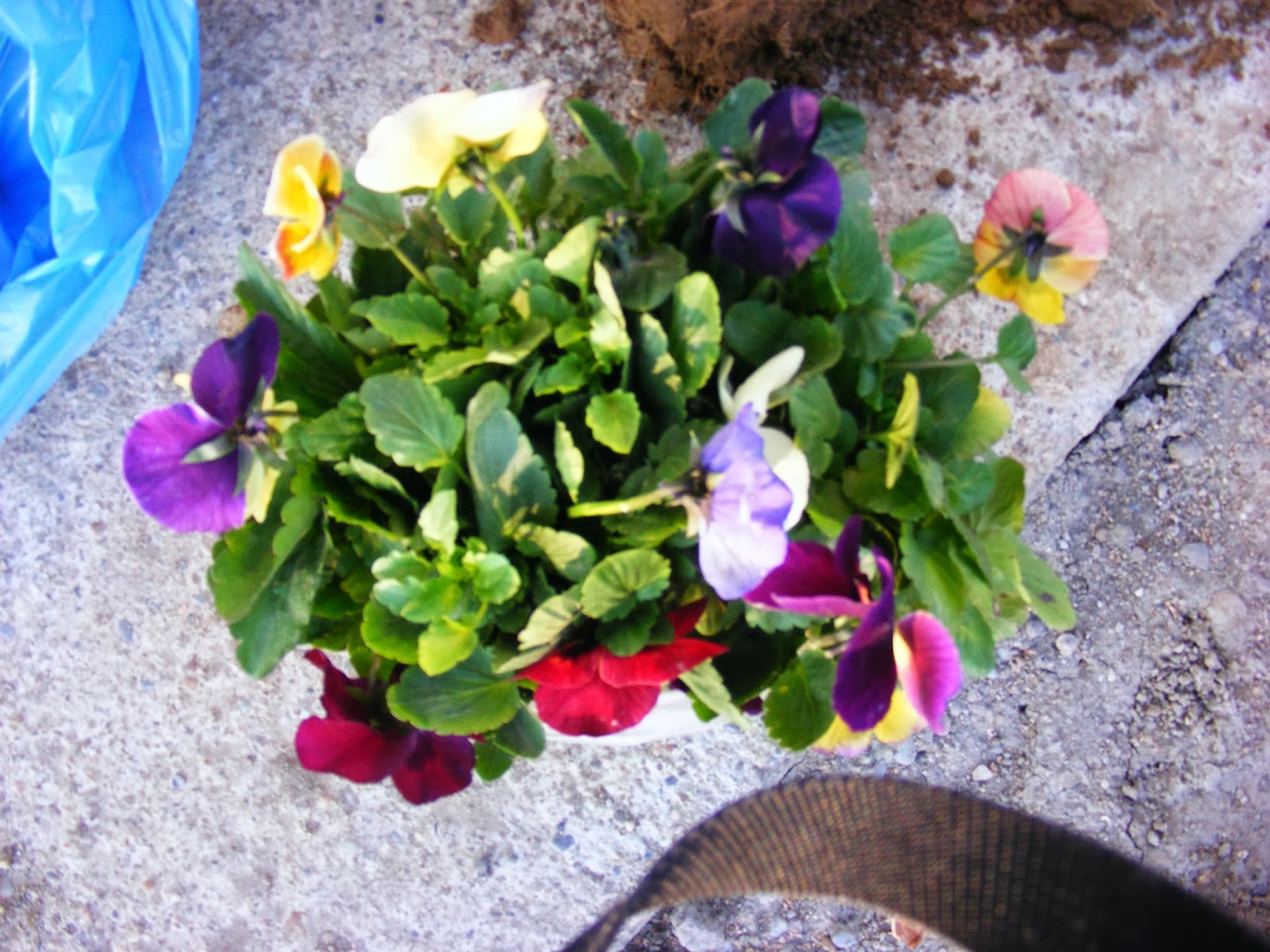 Am plantat panselute | InsemnarileUneiFemei