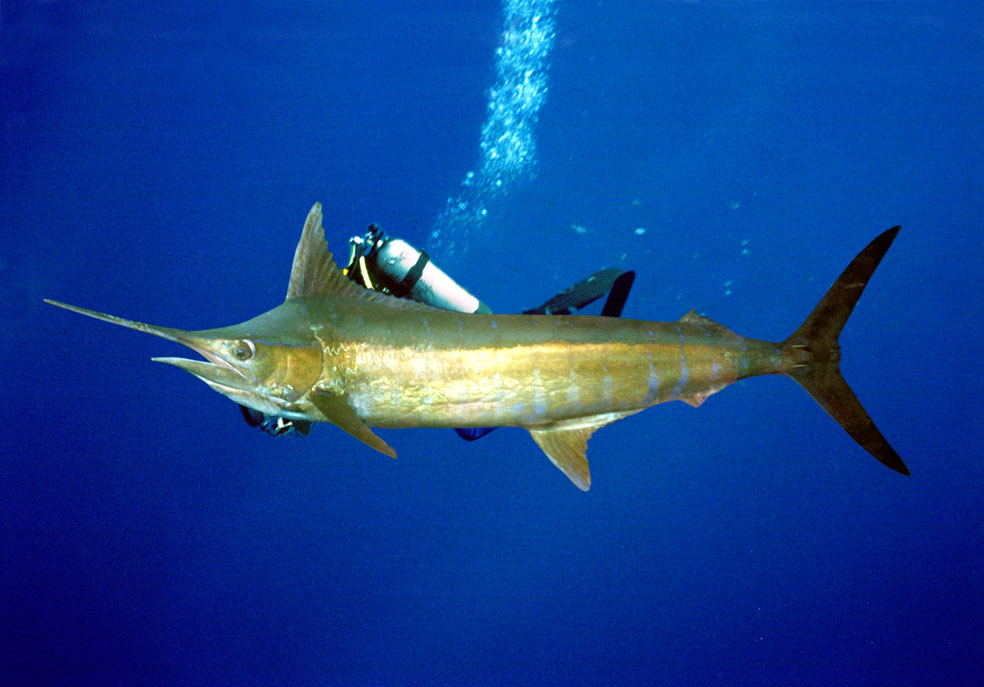 Conhecendo Santos e o Mundo: Peixes e Frutos do Mar