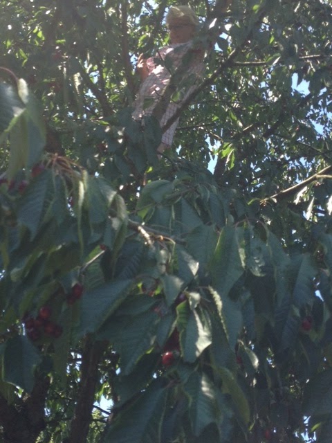 Achter-de-Linden: Kersen oogst