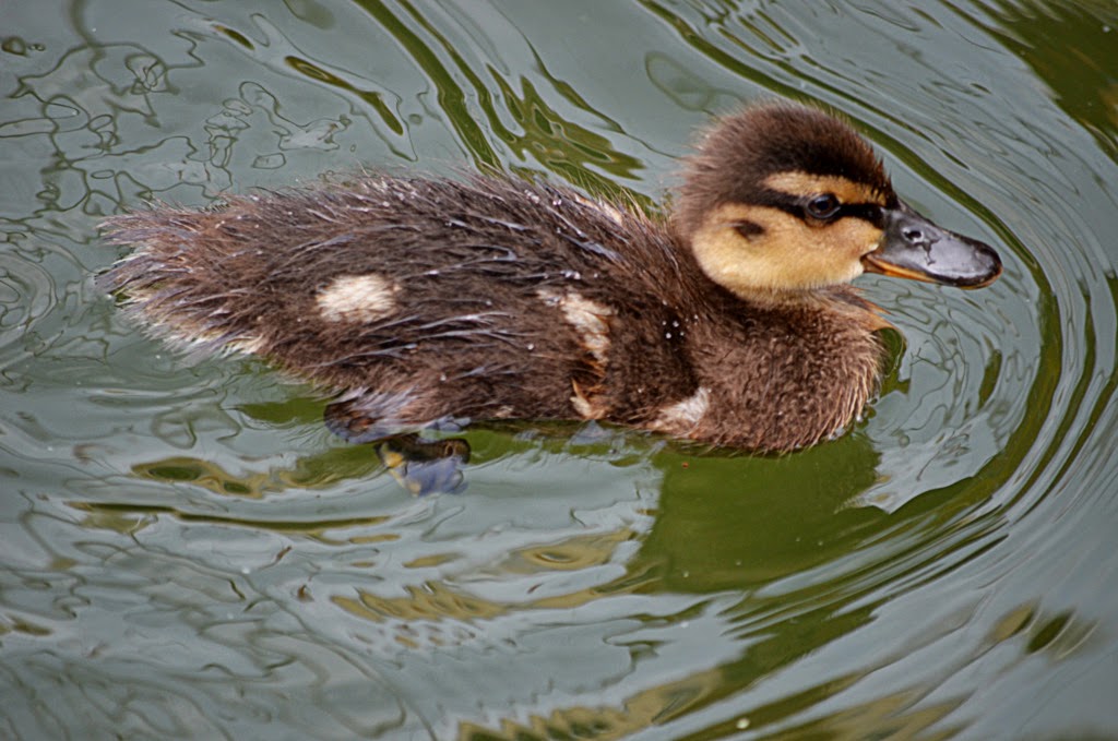 Westie Julep: Quack ... Quack ... Quack ... It's Baby Duck Time!