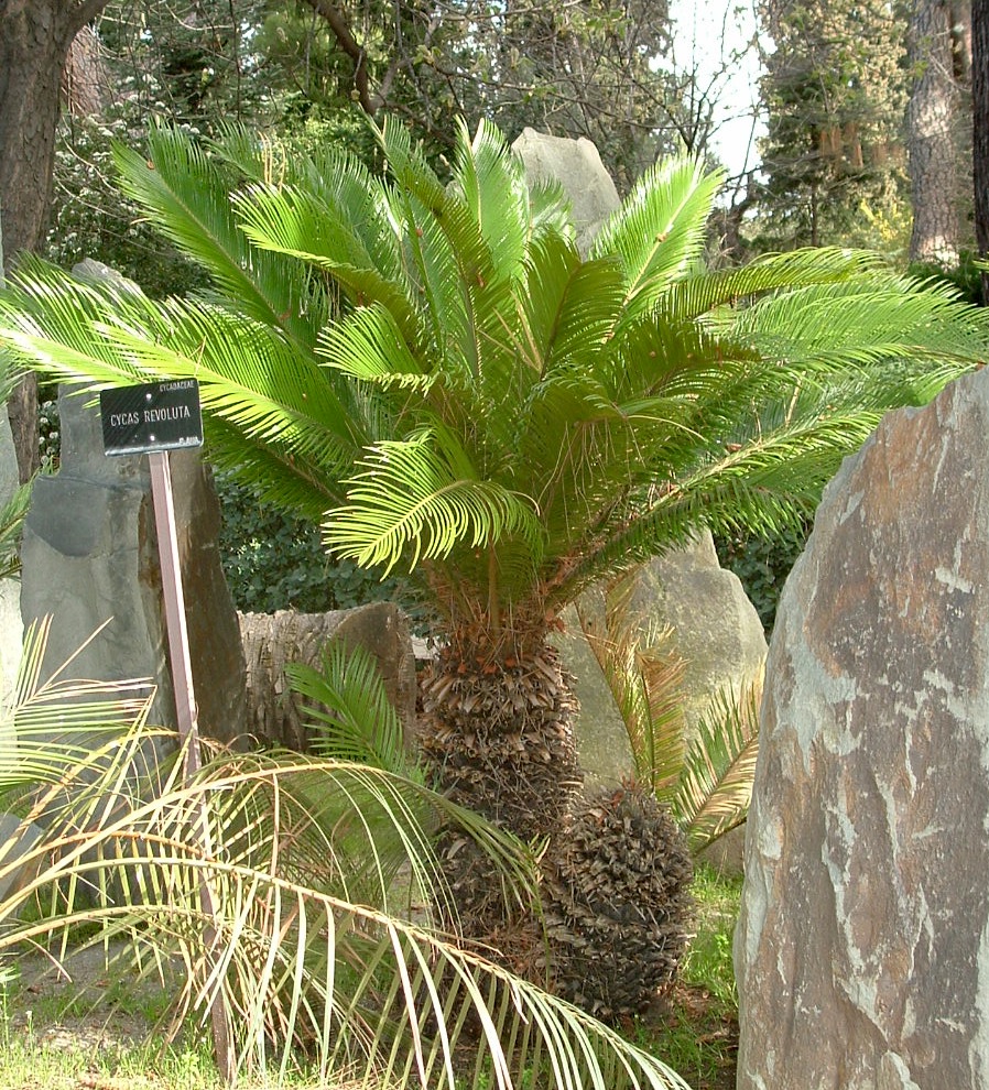 Cycas revoluta «cica» - Id Plantae