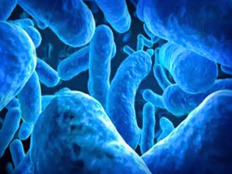 Blog de Carlos: SOMOS LOS MICROBIOS Y SOMOS SUS AMIGOS