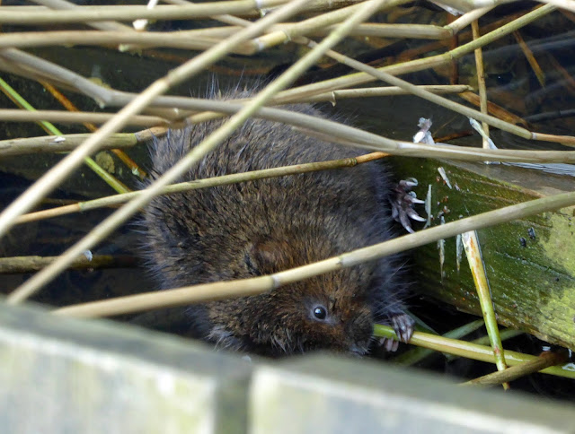 Wild and Wonderful: My First Water Vole sighting of the year