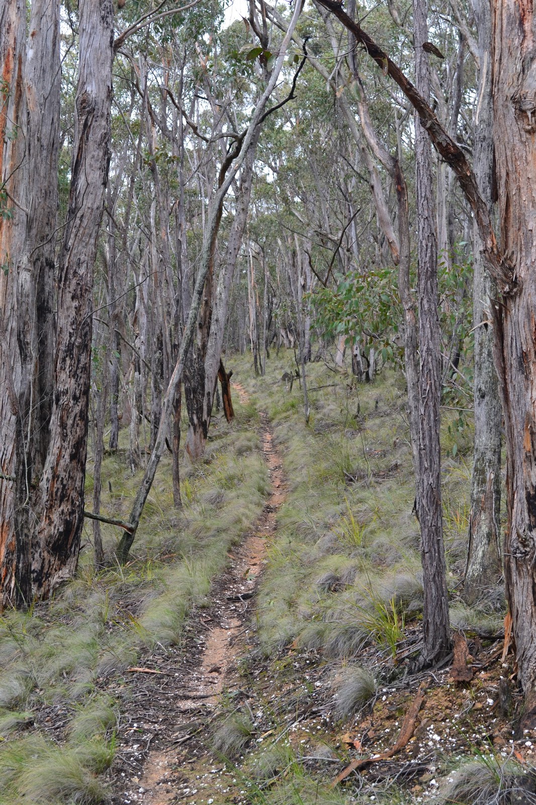 Goin' Feral One Day At A Time: Enfield Forest, Enfield State Park ...