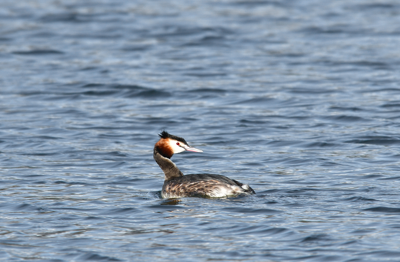 Jozef van der Heijden - Natuurfotografie: Fuut man in eerste winterkleed