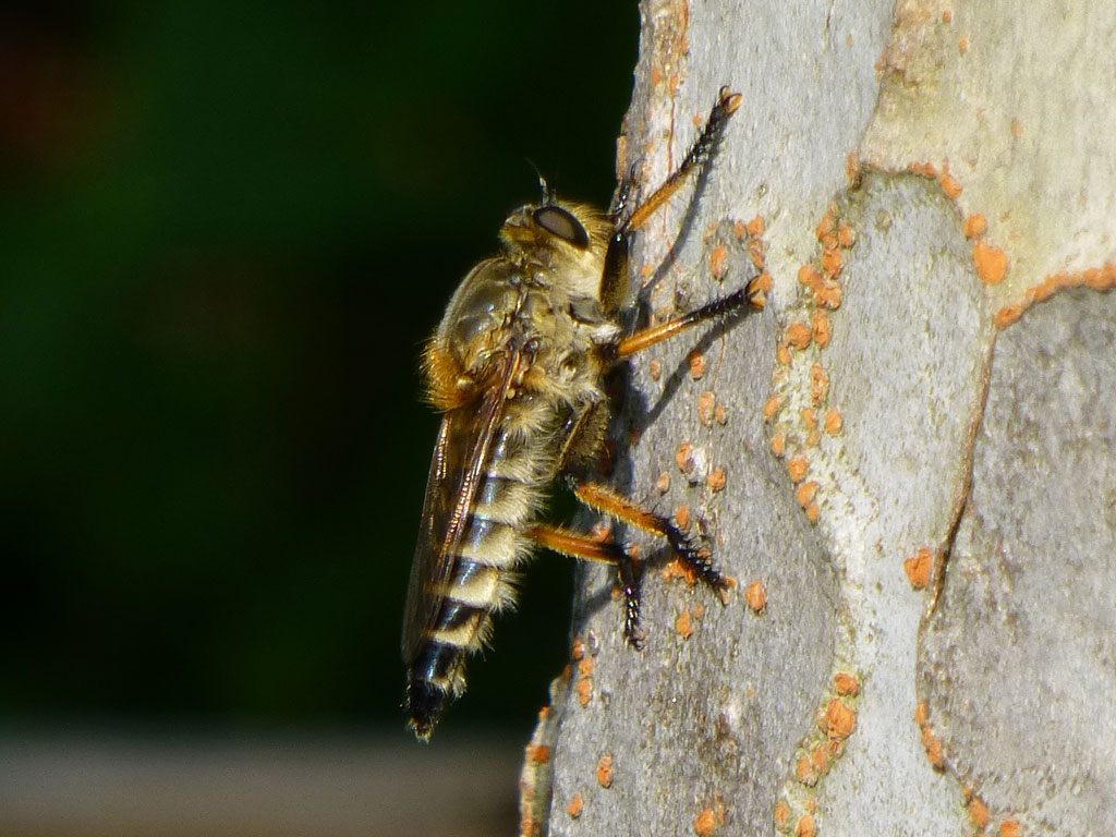 シオヤアブ（シオヤムシヒキ） Shioya-abu Robber Fly-水元公園の生き物