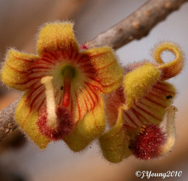 Natures World of Wonder: African Star-chestnut / Tick Tree (Sterculia ...