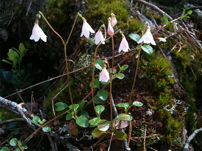 Brekkeflora: Linnea