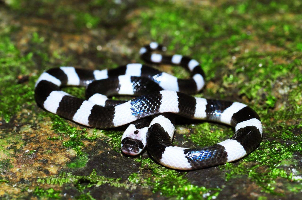 Balkan Wildlife: The Most Venomous Snakes In The World