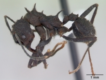 O Império Myrmex: Acromyrmex (pt)