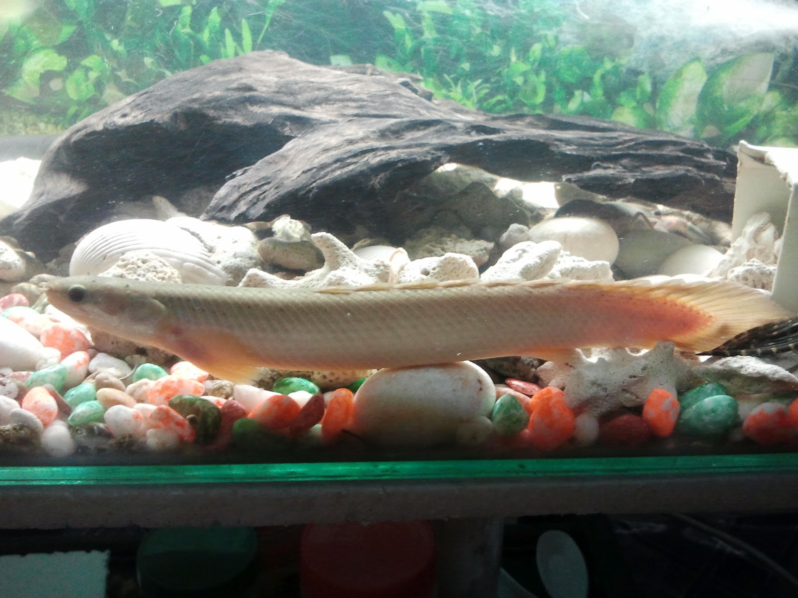 hardy boy: Ikan Pelik - DRAGON FISH