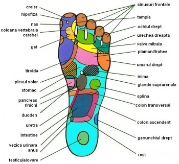 Coltul Cameliei: Reflexoterapie = sanatate