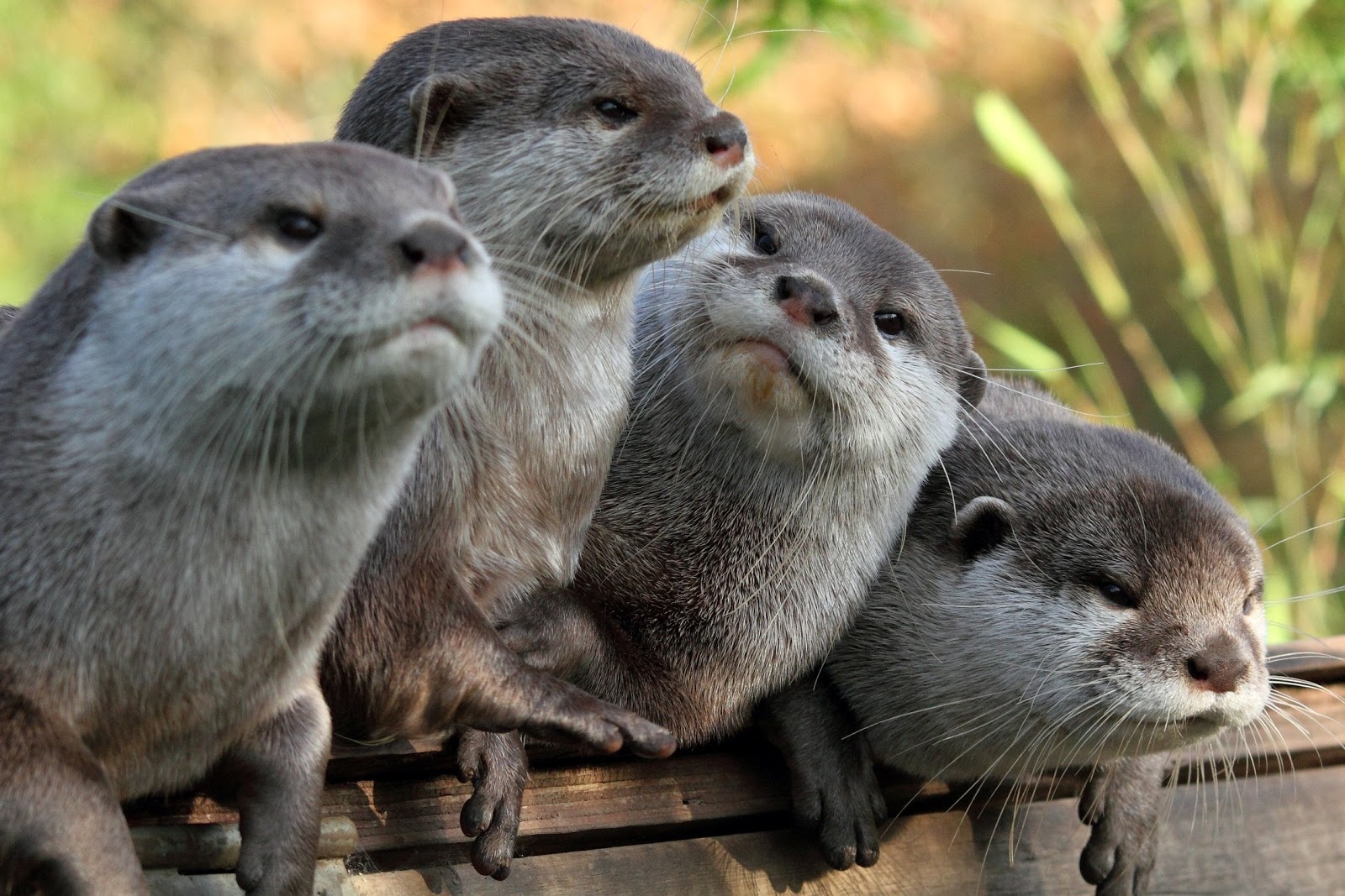 Asian dwarf otters ( Asian Dwarf otter (Aonyx cinerea), (claw paw otter ...