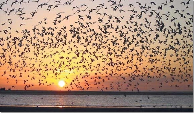 Embajadores de la fauna